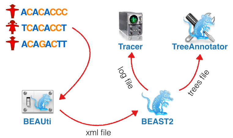 Computational Phylogenetics using BEAST 2