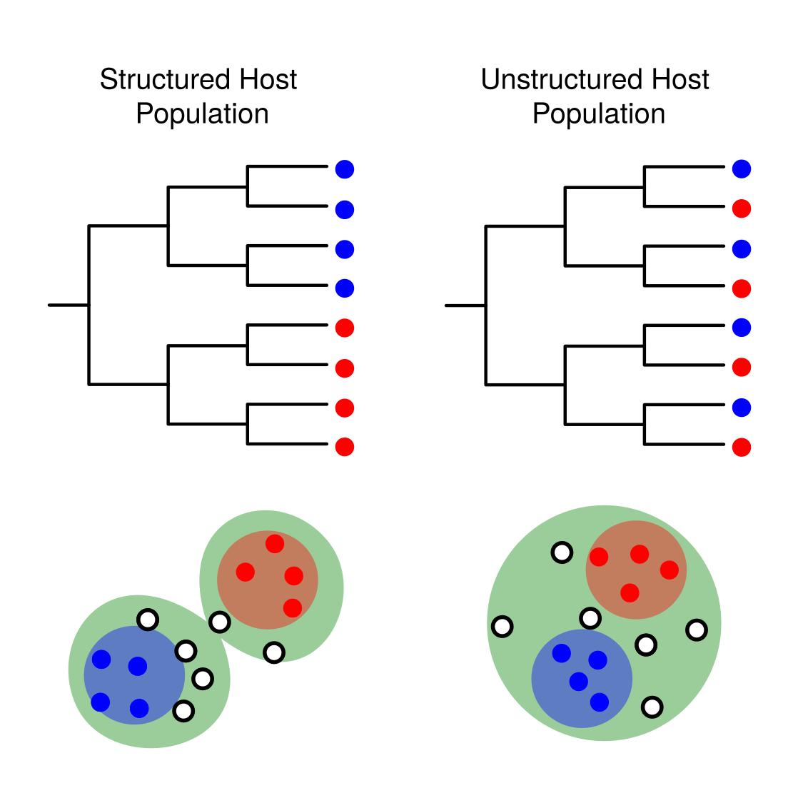 Identifying stem cells using Bayesian phylodynamic inference